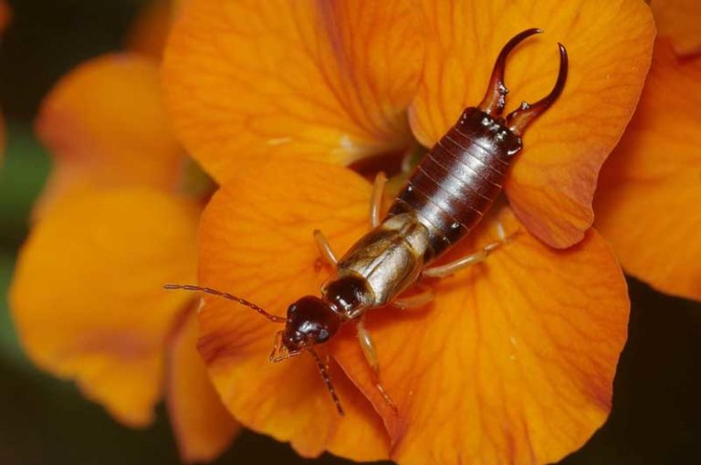 Earwig - PermaTreat Pest & Termite Control